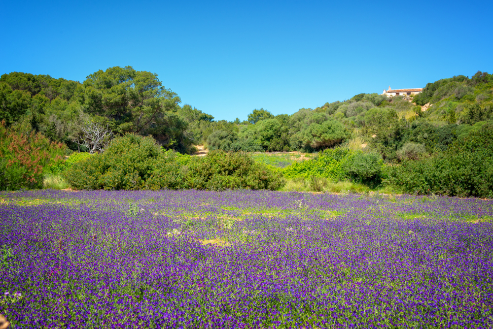 Minorca in Aprile: un’esplosione di colori